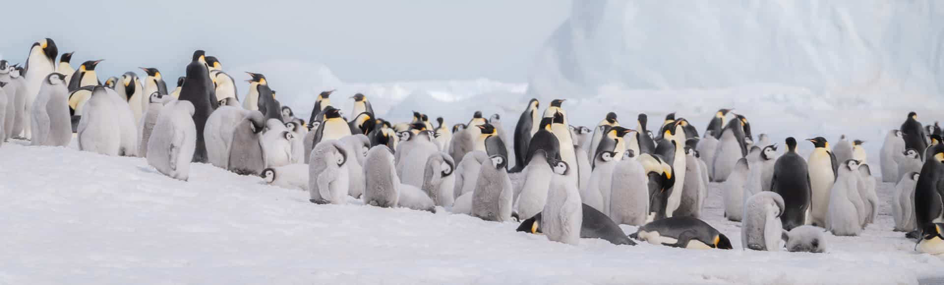 Antarctica : journey of a lifetime to Snow Hill Island | Ponant